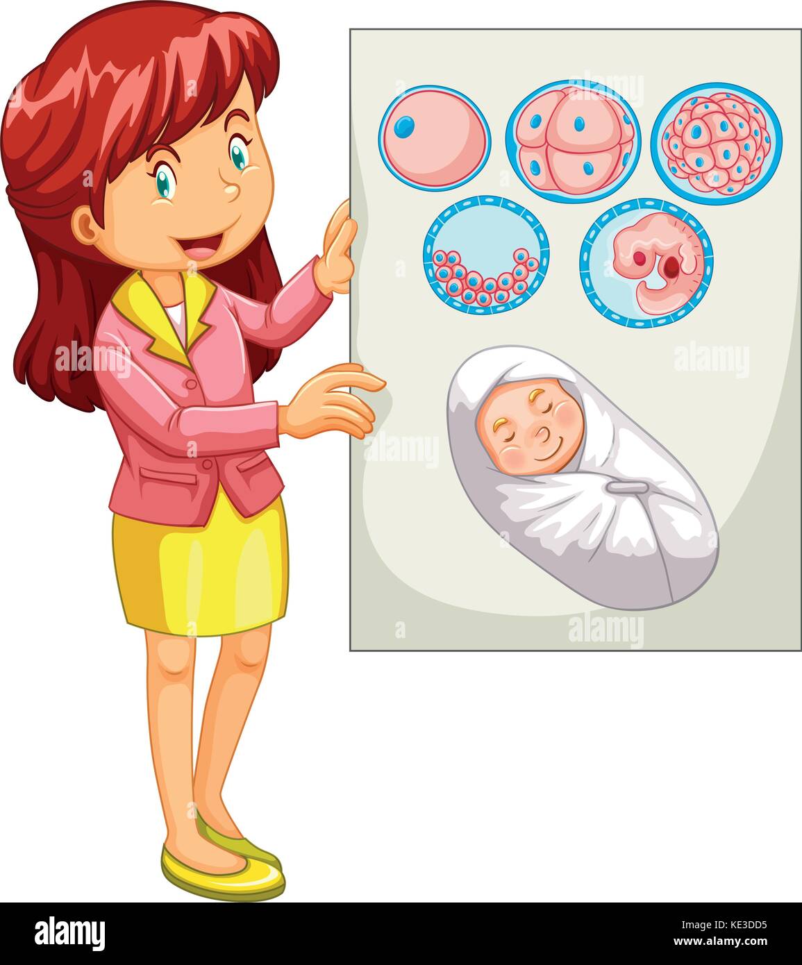 Fertilization diagram Stock Vector Images - Alamy