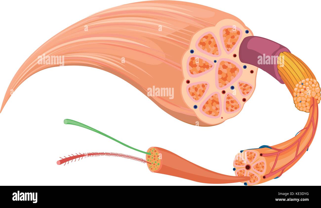 Close up diagram of tissue illustration Stock Vector Image & Art - Alamy