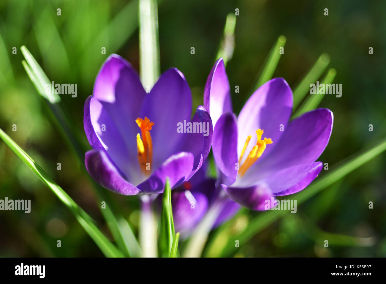 Crocus vernus flowering in spring Stock Photo - Alamy