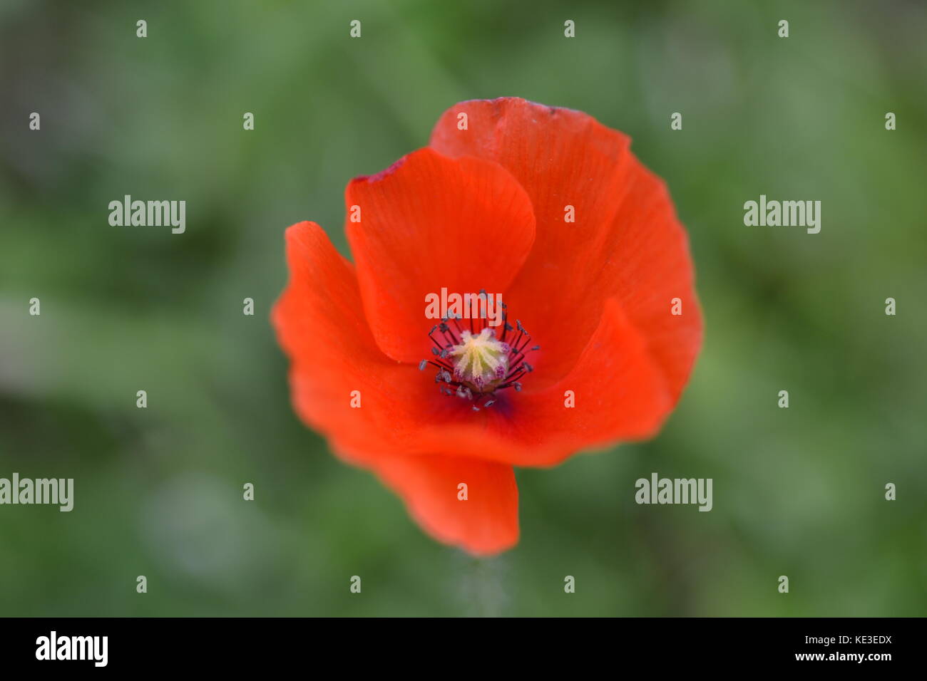 Delicate wild red poppy. Top view close up Stock Photo - Alamy