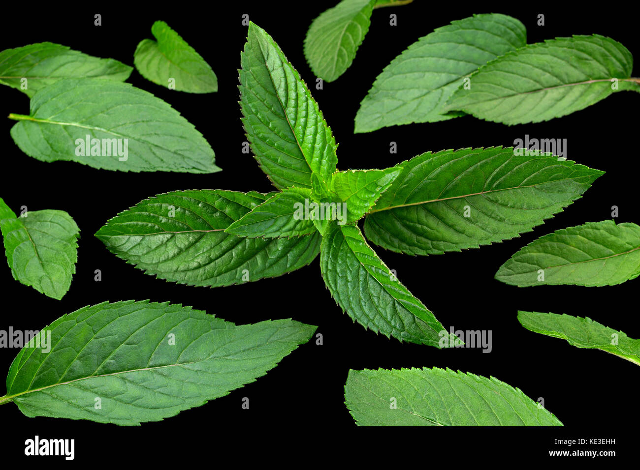 Peppermint leaf closeup isolated on black background Stock Photo - Alamy