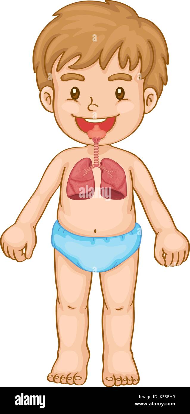 Respiratory system in human boy illustration Stock Vector Image & Art ...