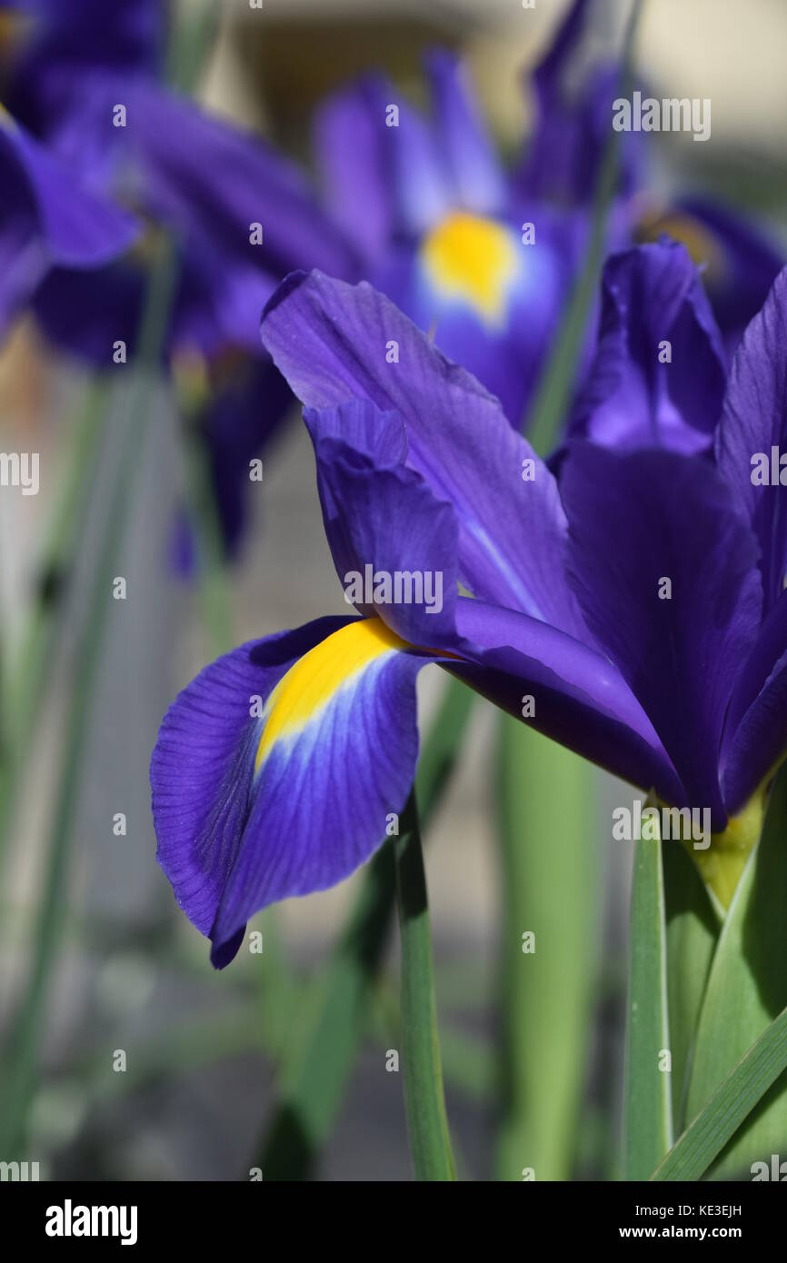 Iris hollandica. Blue magic variety. Close up details with copy space ...