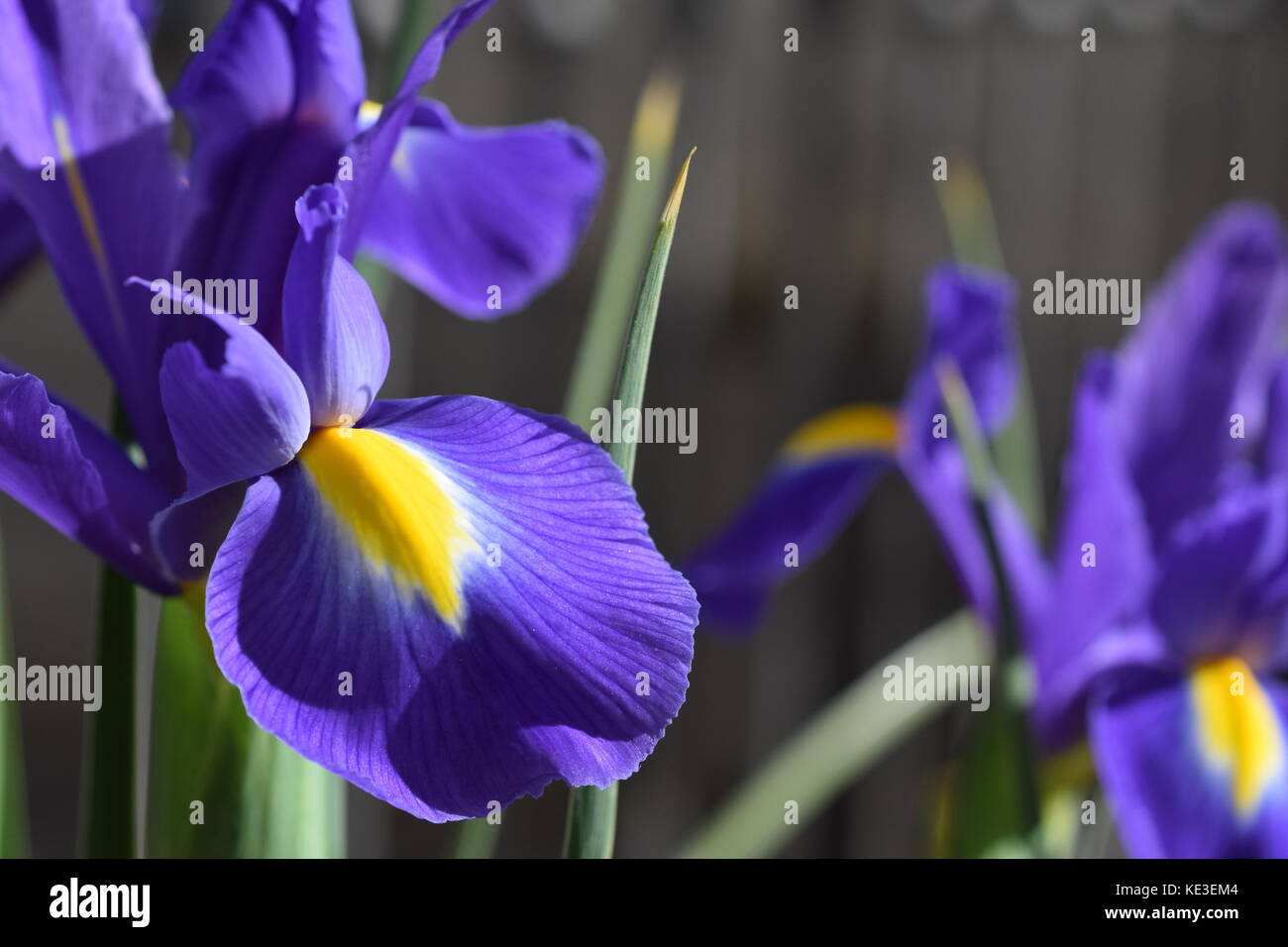 Irisis Stock Photos & Irisis Stock Images - Alamy