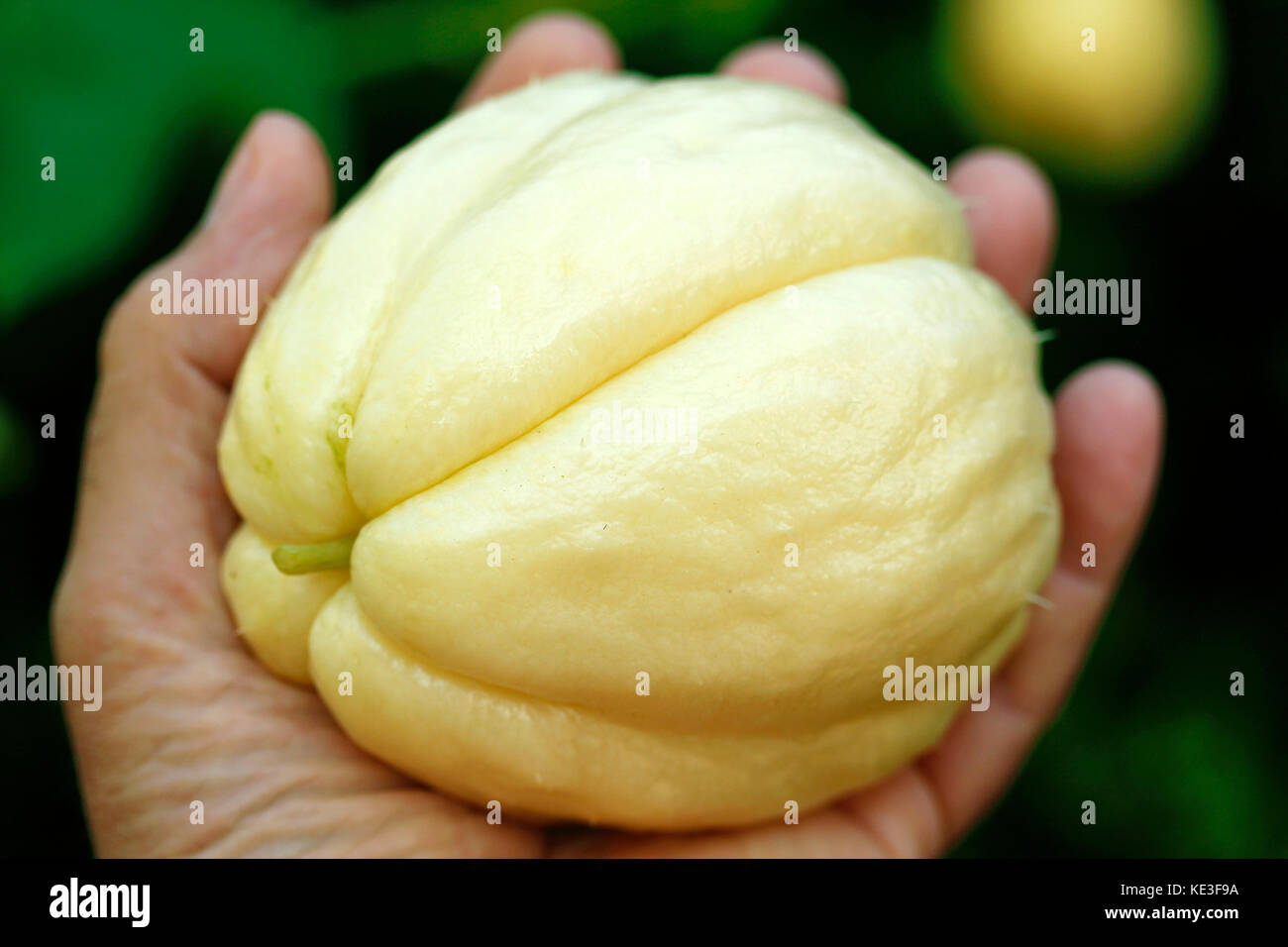 Chayote. Sechium edule Stock Photo - Alamy