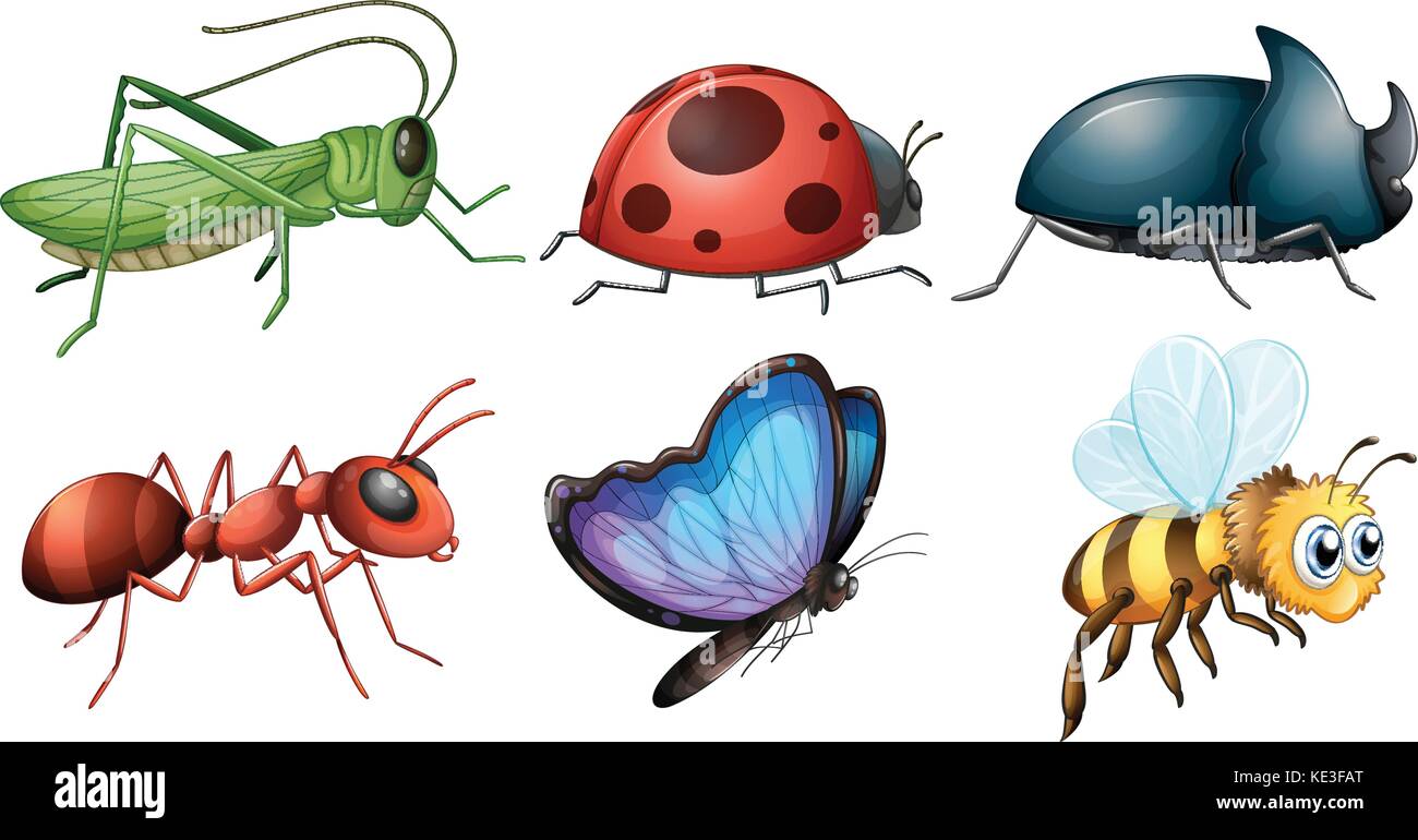different type of insects illustration Stock Vector Image & Art - Alamy