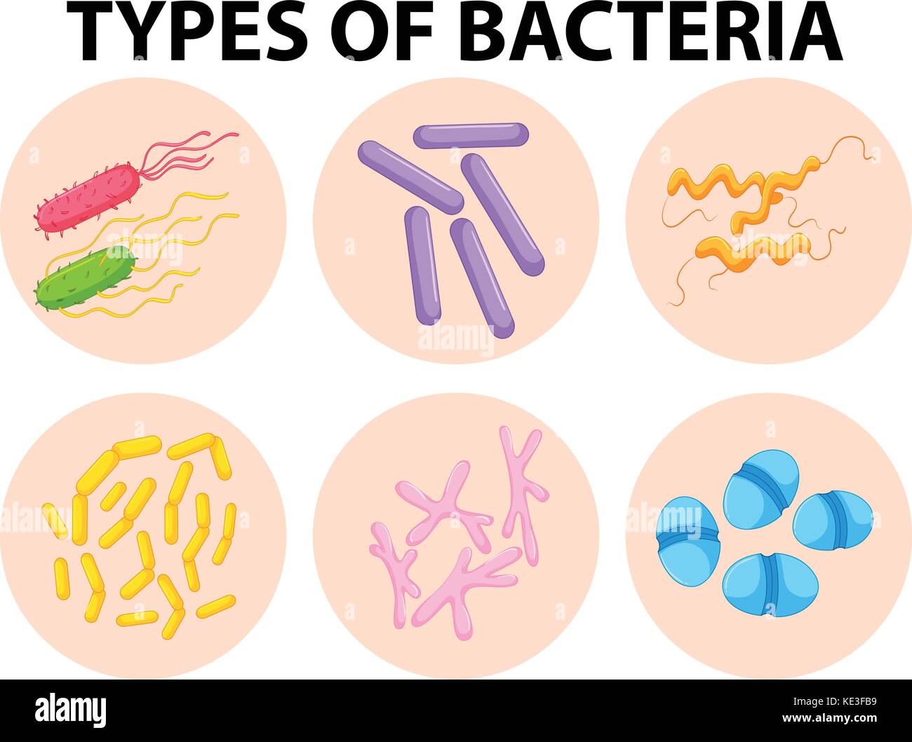 Different types of bacteria illustration Stock Vector Image & Art - Alamy