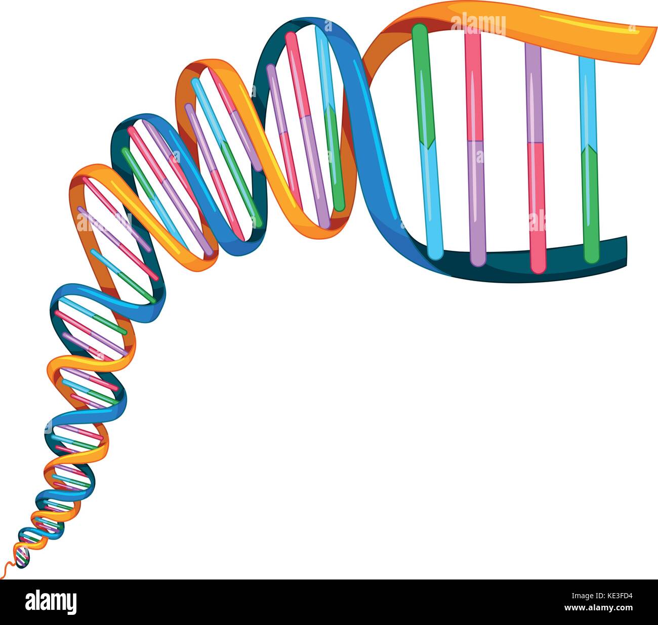 DNA strand in many colors illustration Stock Vector Image & Art - Alamy