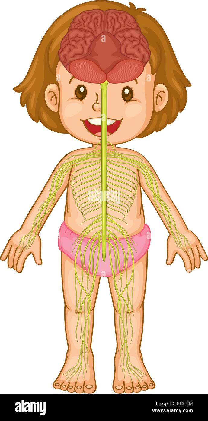 Brain system in human body illustration Stock Vector Image & Art - Alamy