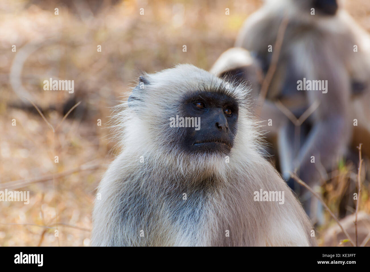 Langurs hi-res stock photography and images - Alamy