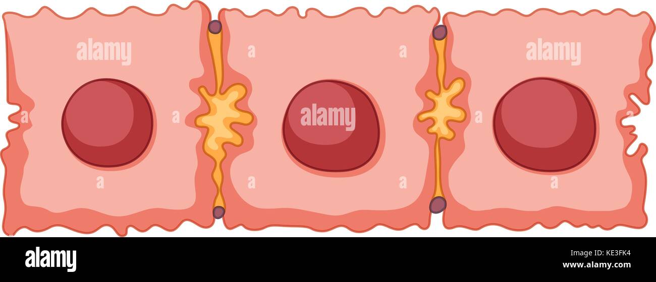 Illustration stem cell Stock Vector Images - Alamy