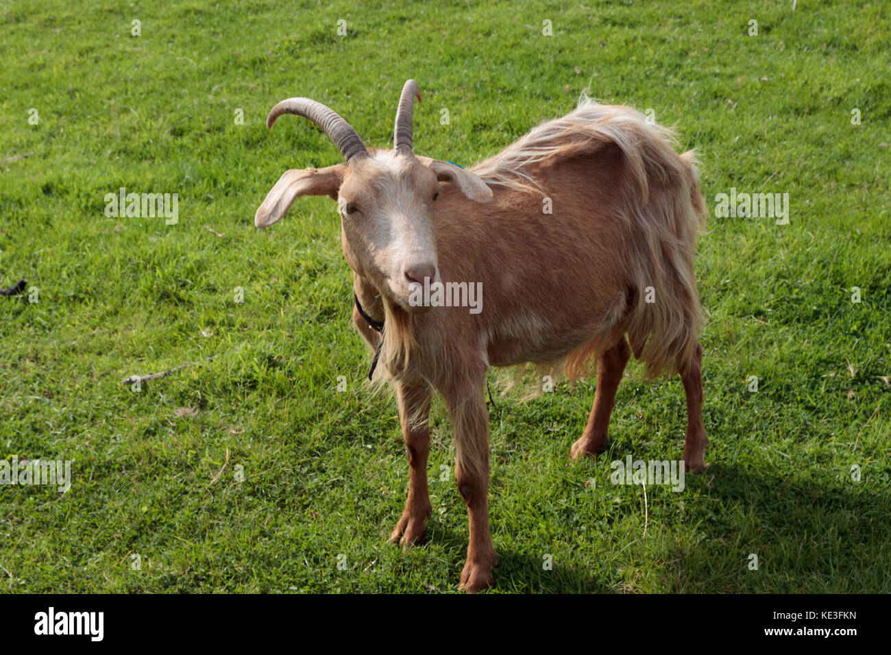 Goat in field at the petting zoo, Temple Newsam House, Leeds, Yorkshire ...