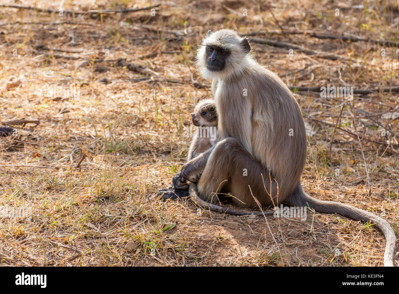 Group hanuman langur black monkey hi-res stock photography and images ...