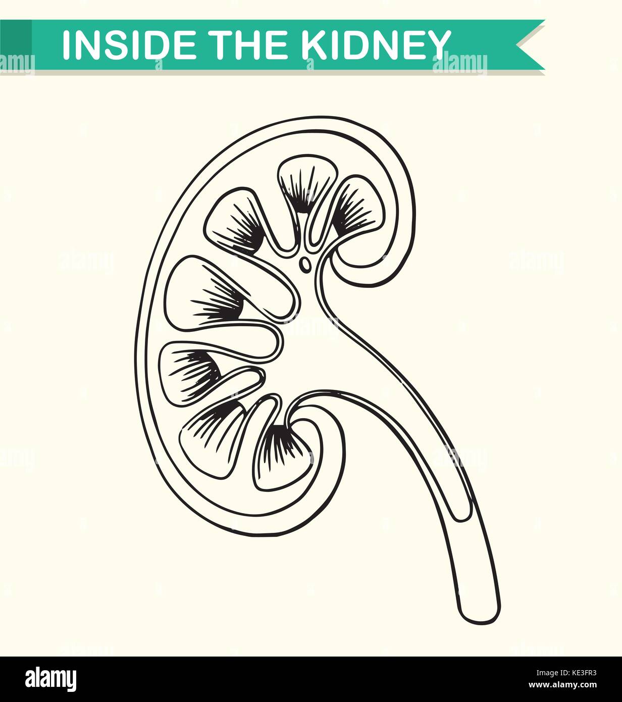 Diagram showing inside of kidney illustration Stock Vector Image & Art ...