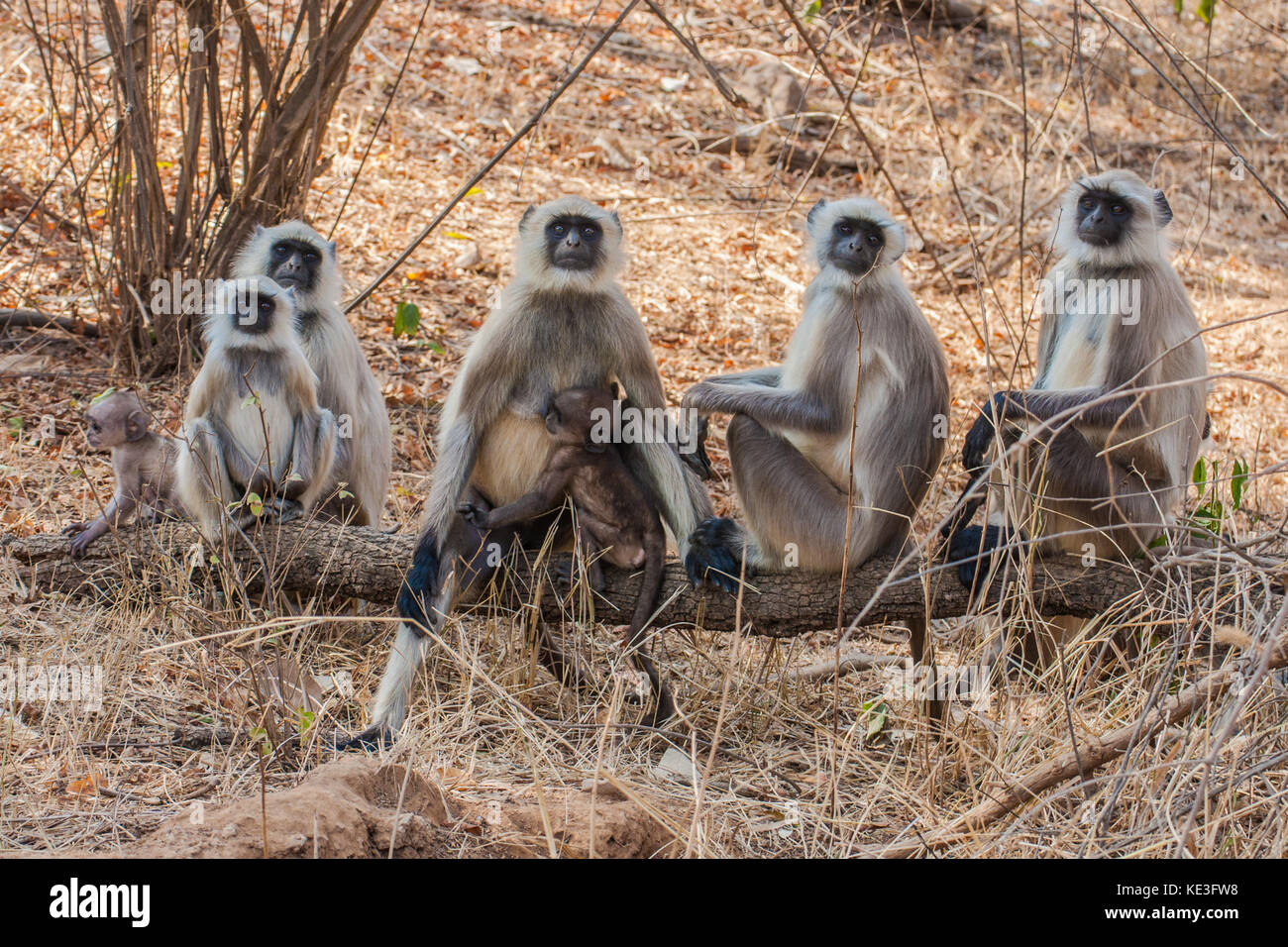 Gray langurs or hanuman langurs hi-res stock photography and images - Alamy