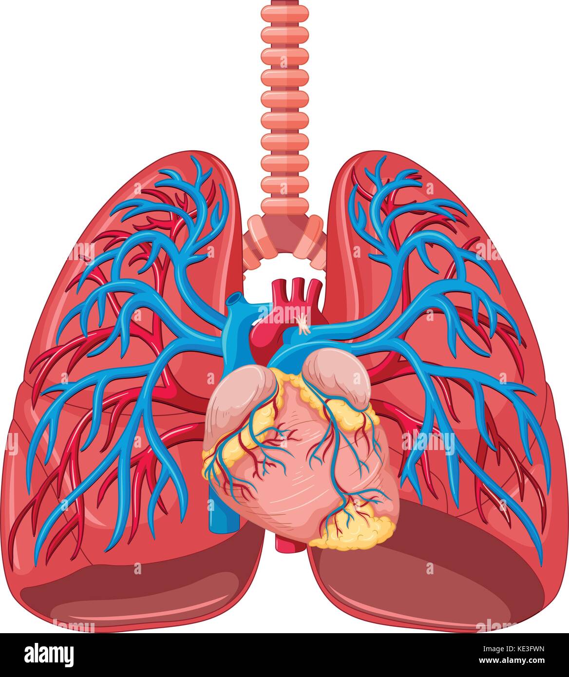 Close up human lung illustration Stock Vector Image & Art - Alamy