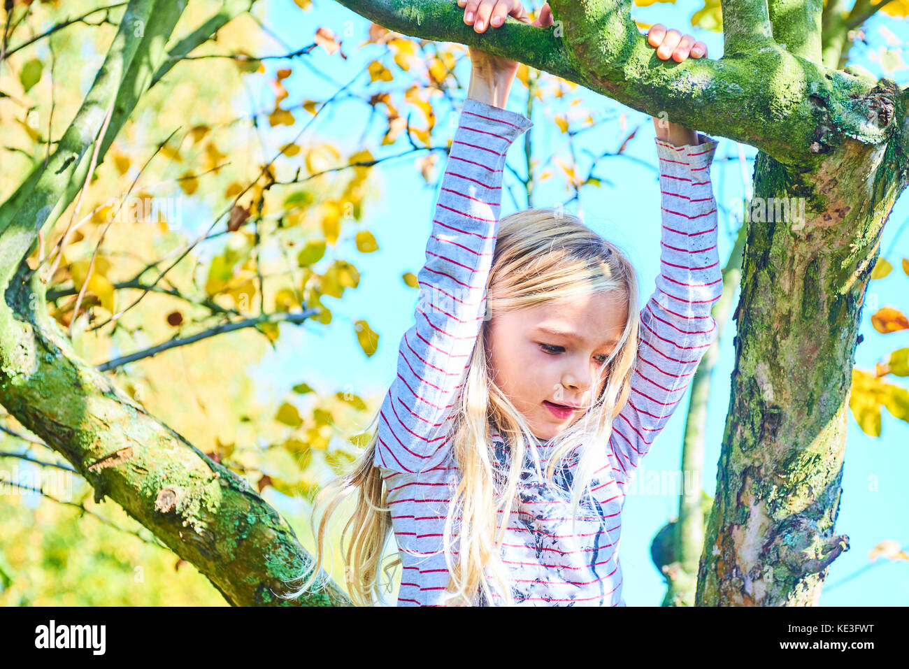 Child Girl is climbing on tree. Active leisure of skillful female child ...