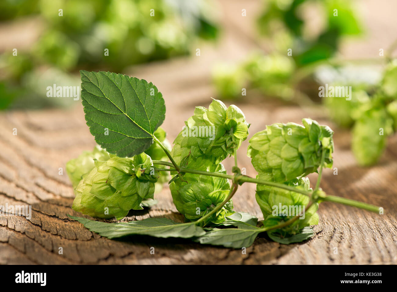 Detail of Hop Cones on the Wooden Desk Stock Photo - Alamy