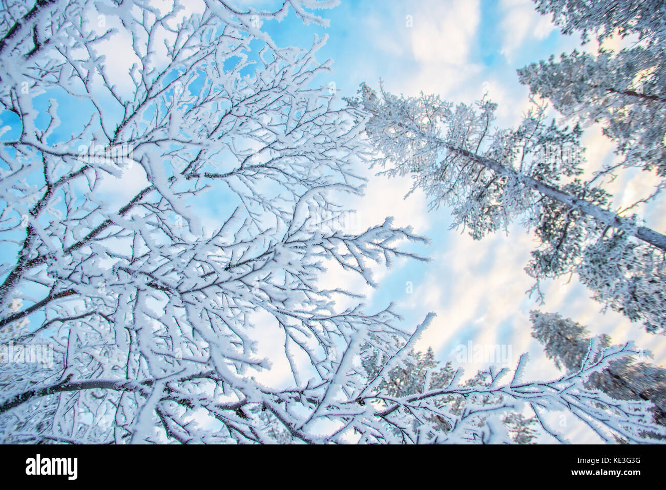 Looking up at snowy branches and trees, winter background Stock Photo ...