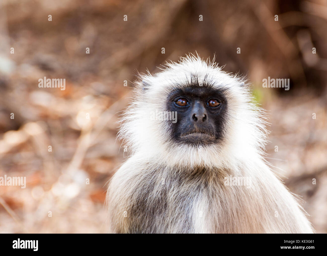 Group of langurs hi-res stock photography and images - Alamy