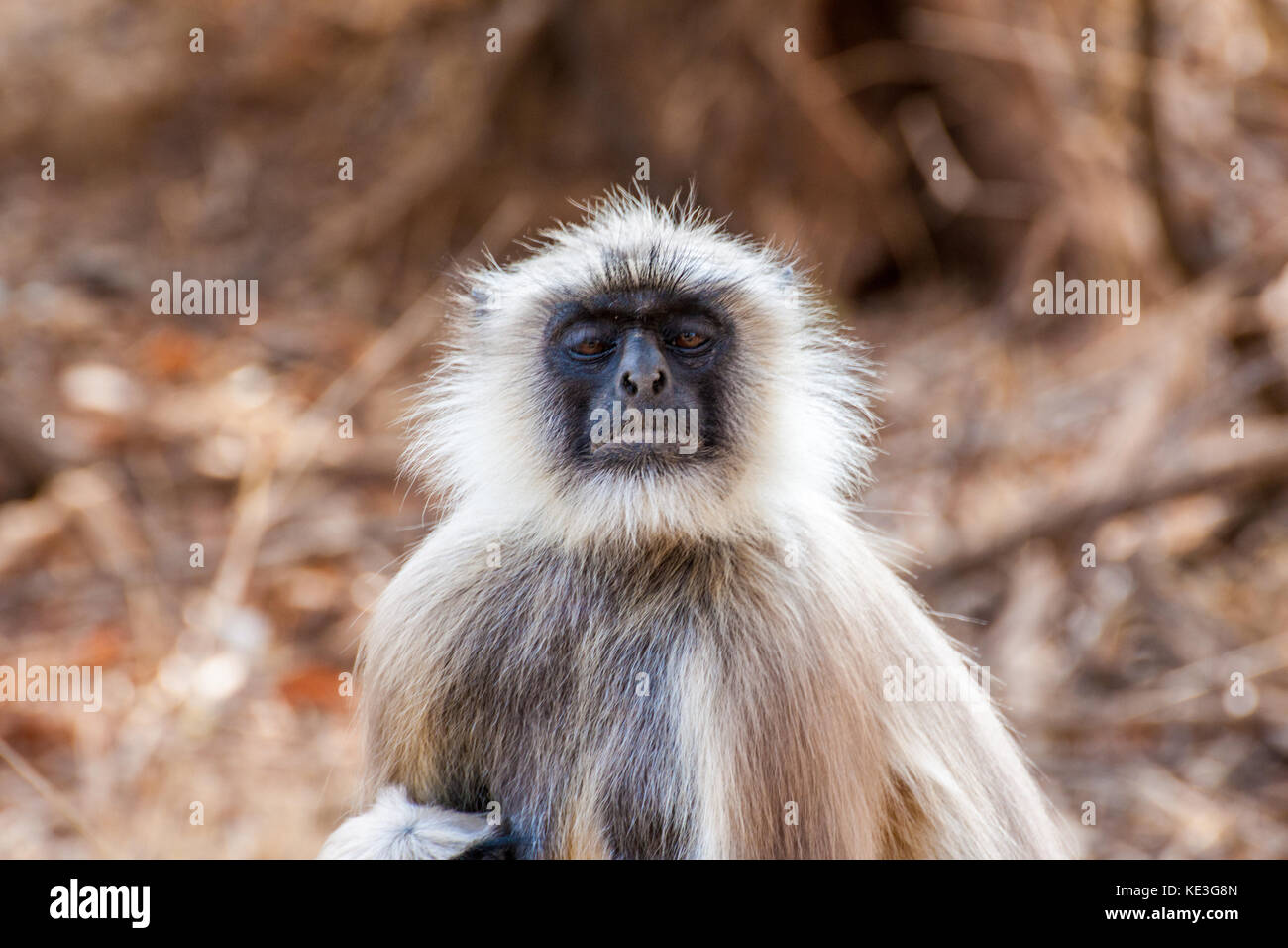 Langurs hi-res stock photography and images - Alamy