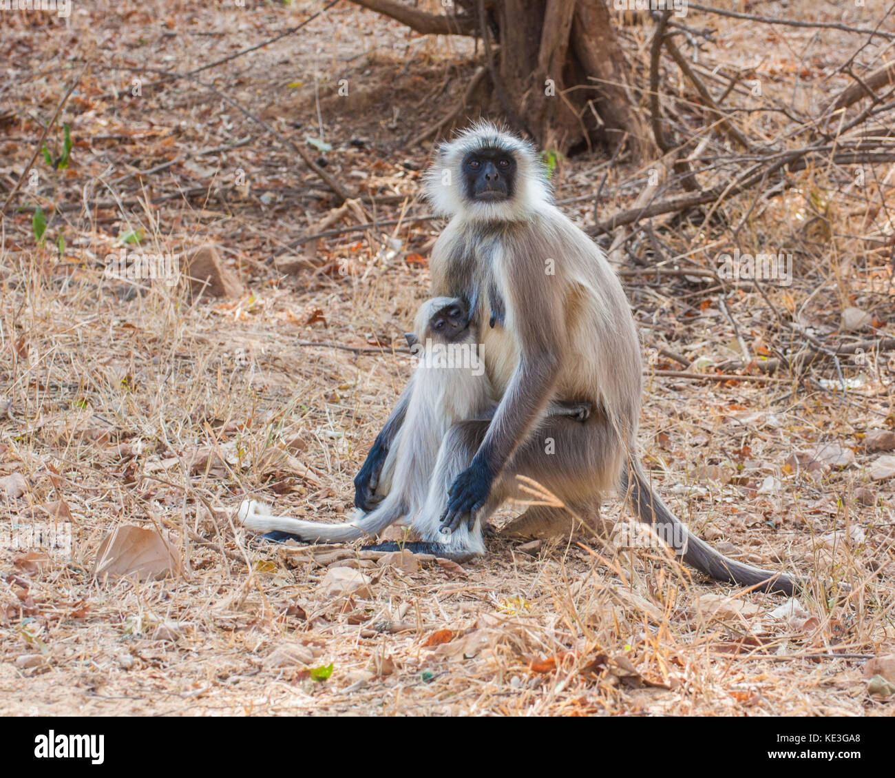 Group of langurs hi-res stock photography and images - Alamy