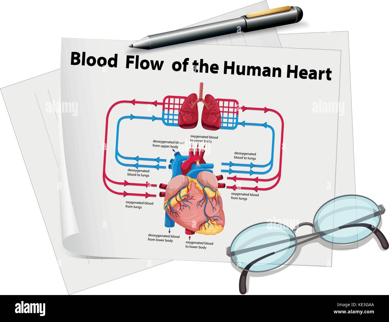 Blood flow of human heart on paper illustration Stock Vector Image ...