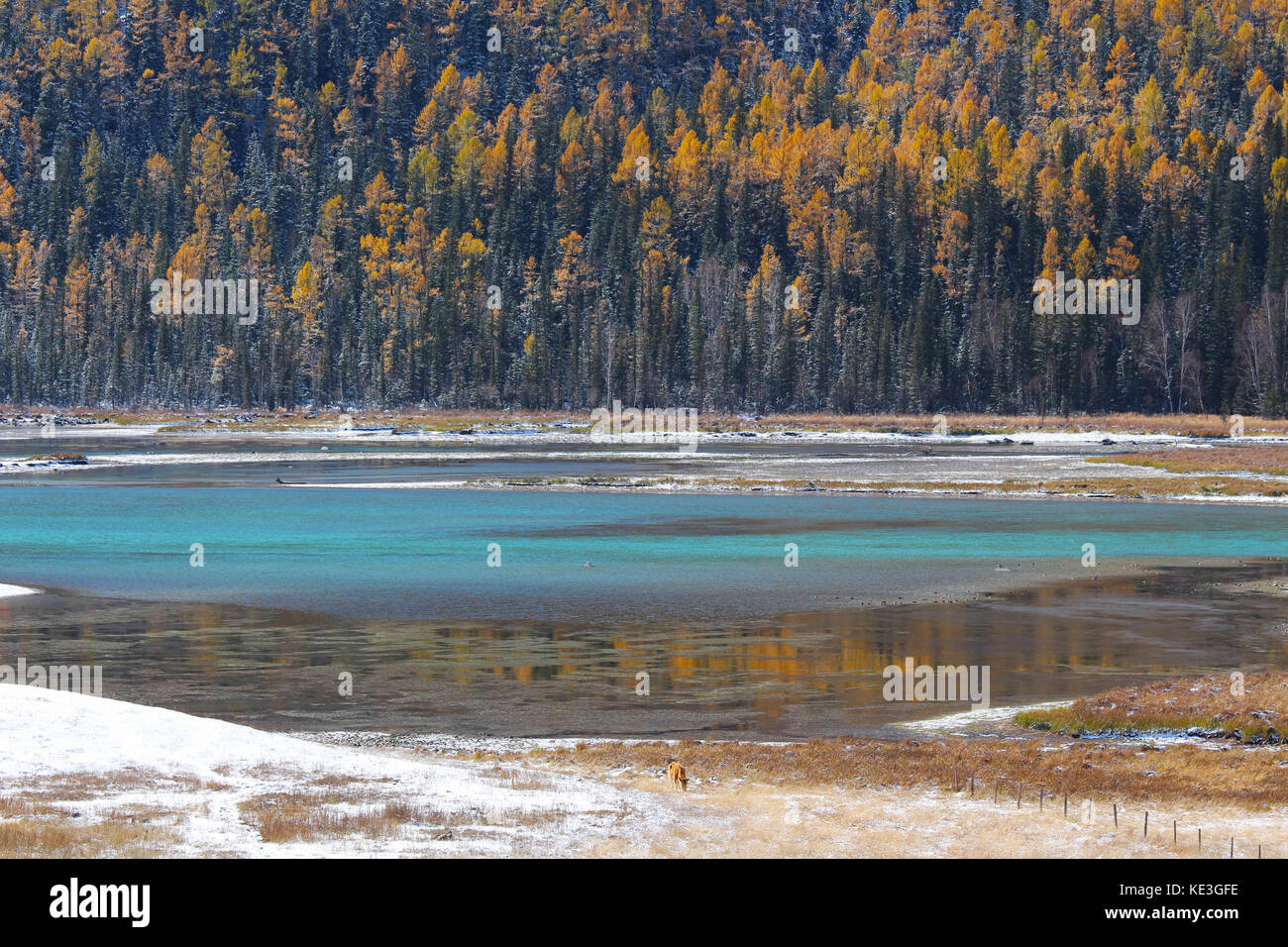 Autumn scenery of Kanas Lake, northwest China's Xinjiang. Kanas Lake is ...