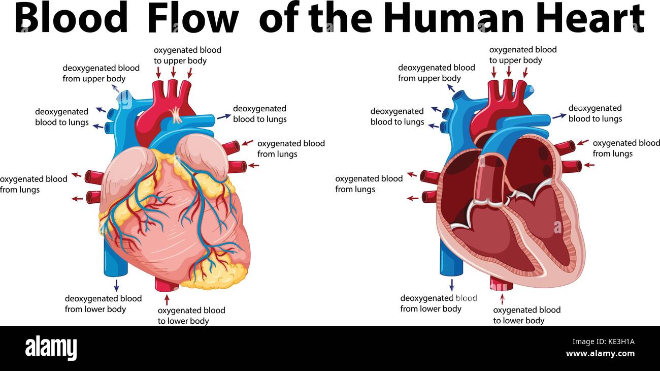 Blood flow of the human heart illustration Stock Vector Image & Art - Alamy
