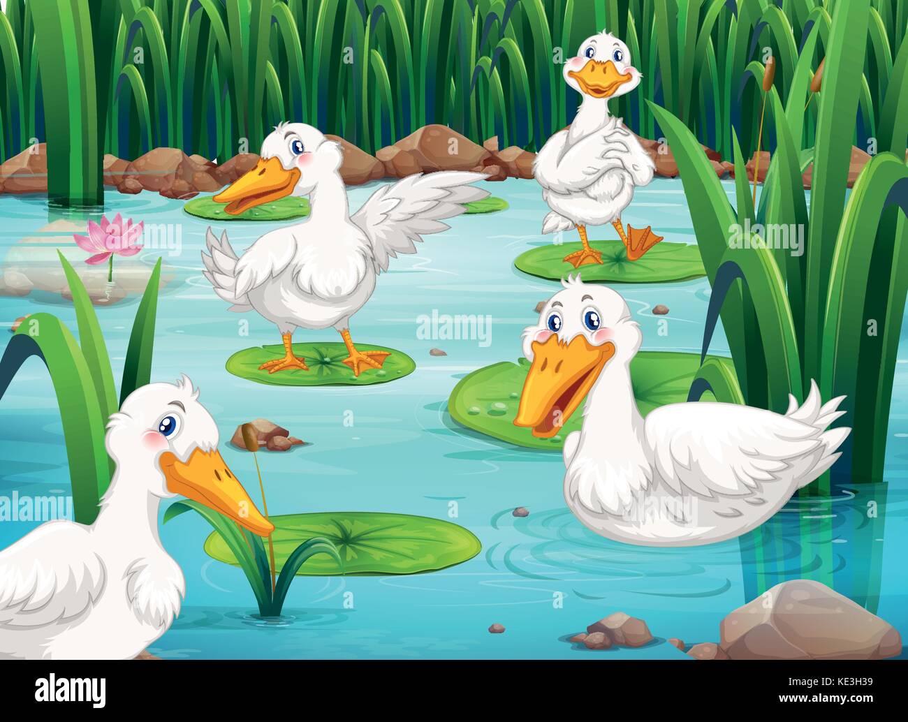 Four ducks living in the pond illustration Stock Vector Image & Art - Alamy