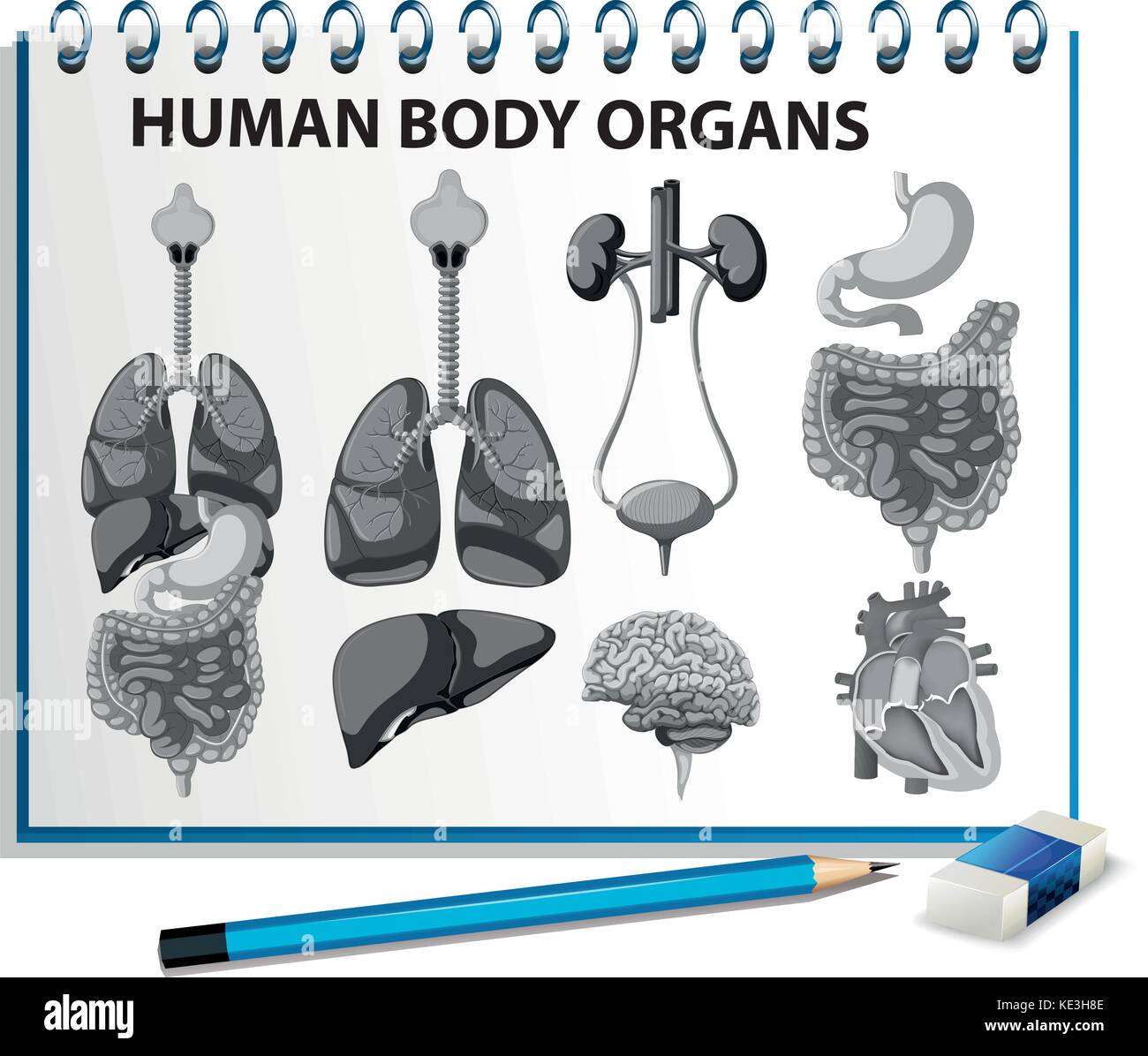 Human body organs Stock Vector Images - Alamy