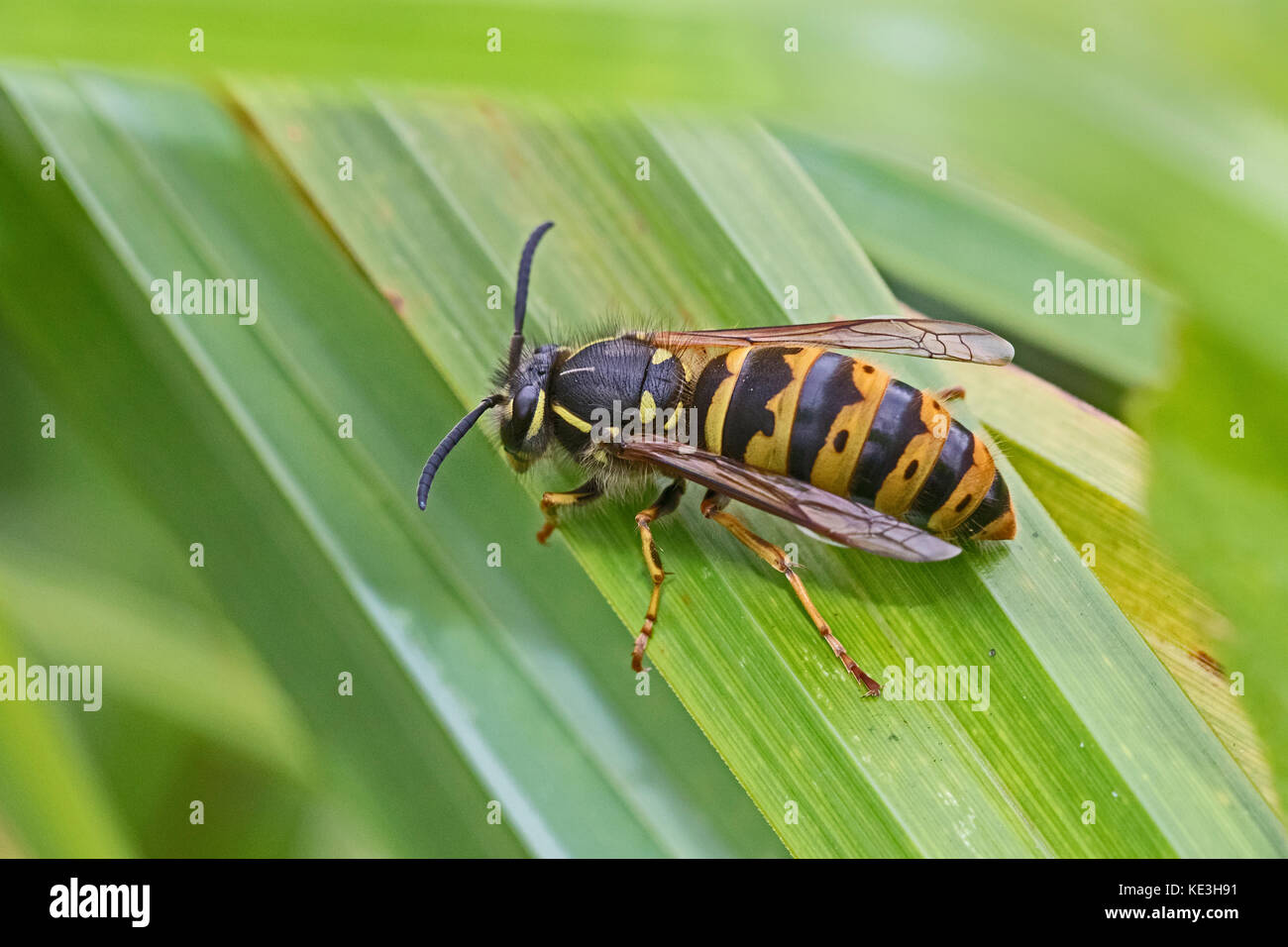 Common Wasp (Vespula vulgaris Stock Photo - Alamy