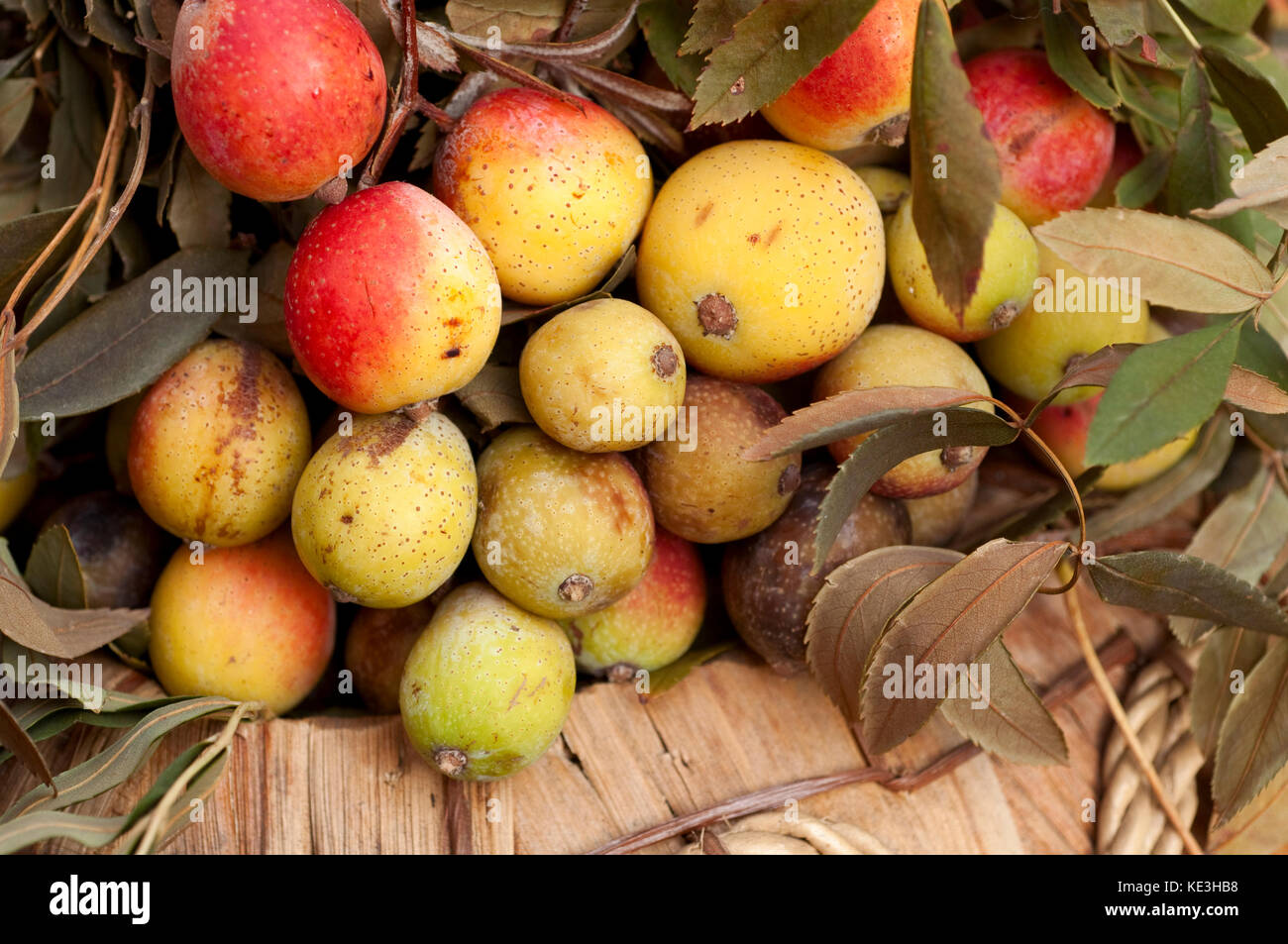 Rowan Berry Fruit, Sorbus Domestica Stock Photo - Alamy