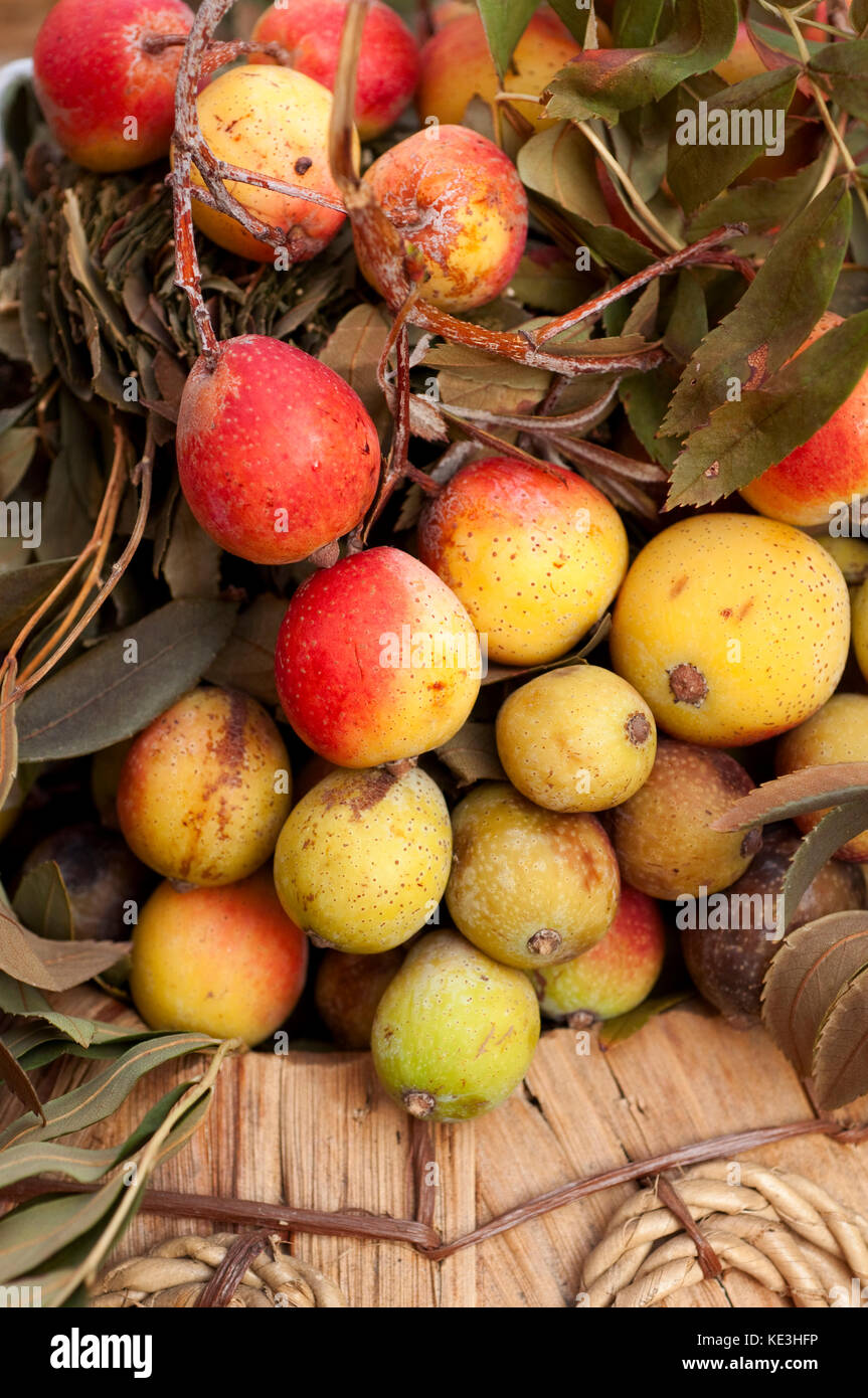 Rowan Berry Fruit, Sorbus Domestica Stock Photo - Alamy