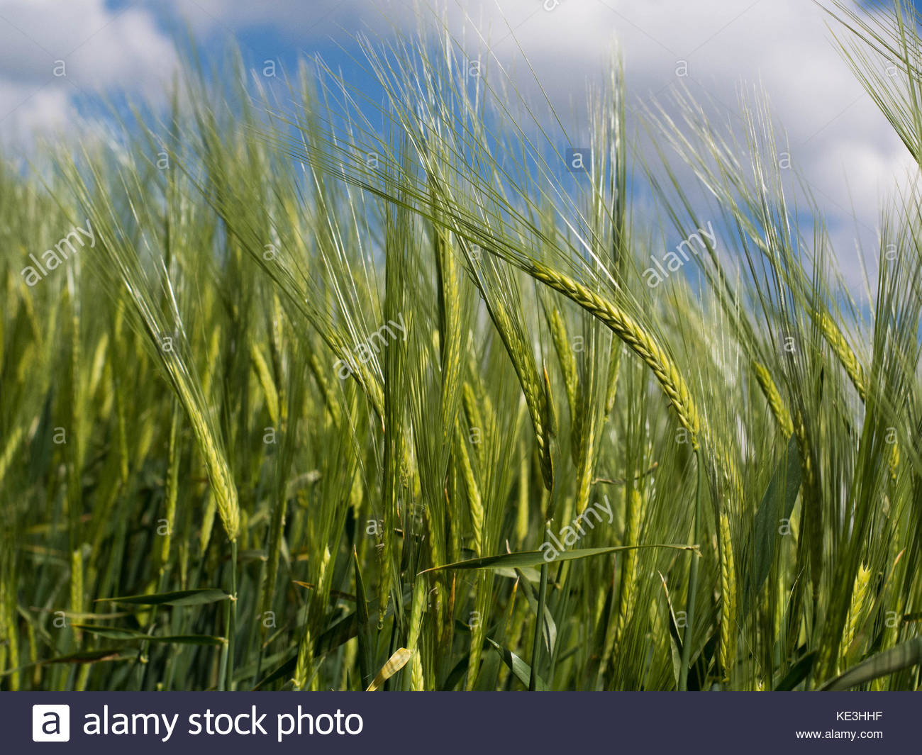 Farmer Waving Stock Photos & Farmer Waving Stock Images - Alamy