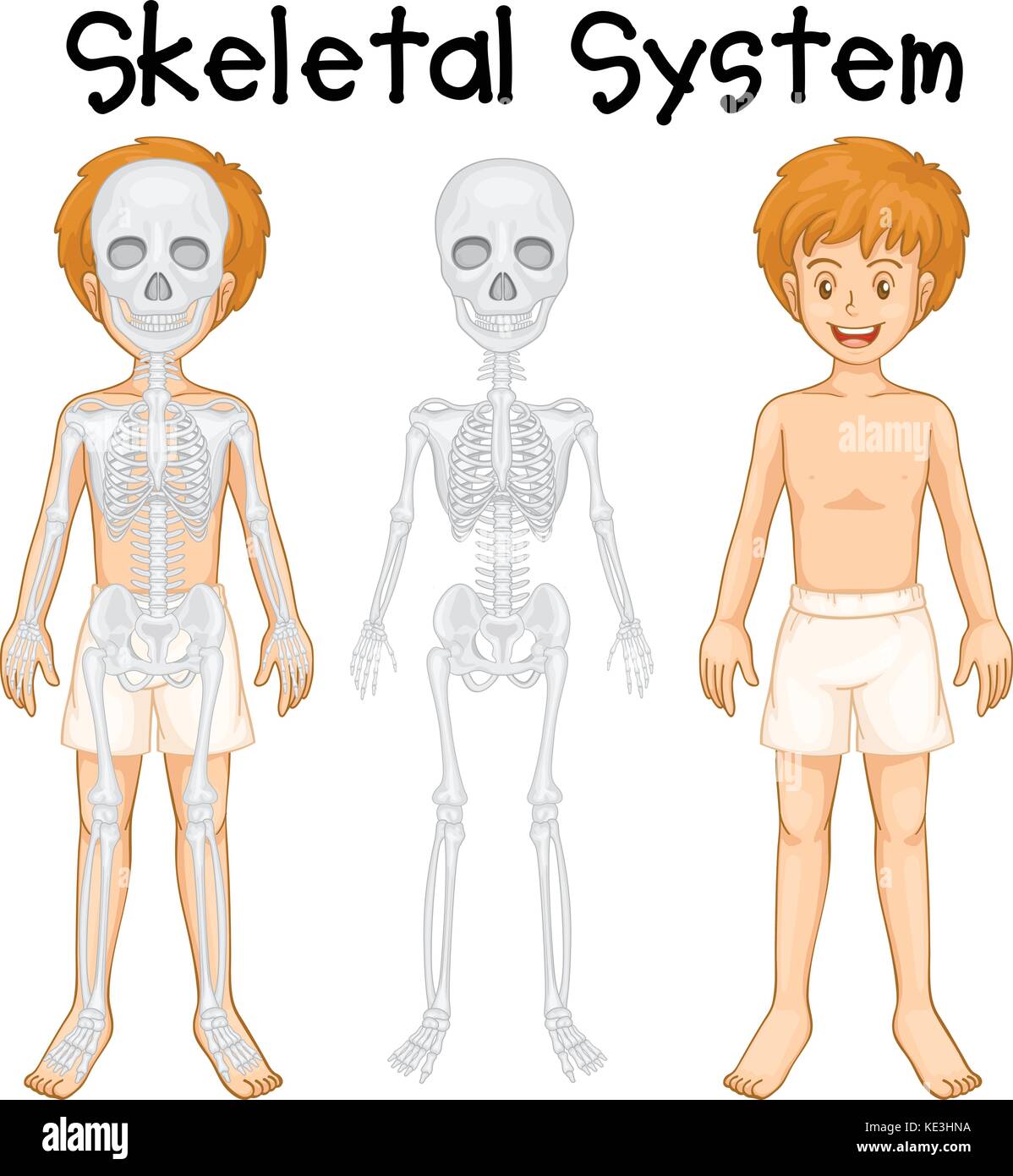 Skeletal system in human boy illustration Stock Vector Image & Art - Alamy