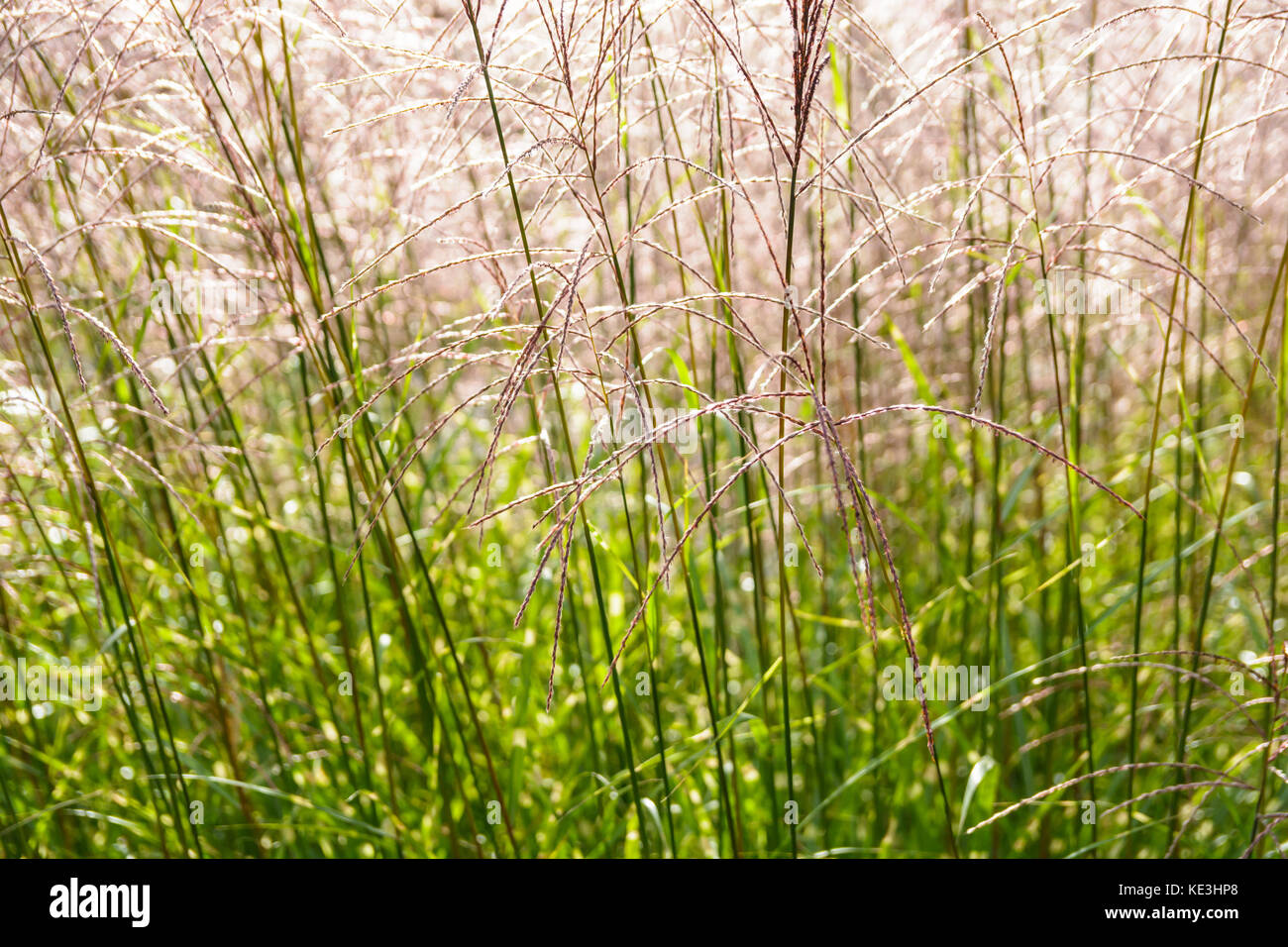 Close-up view of Miscanthus sinensis plant with backlighting showing up ...