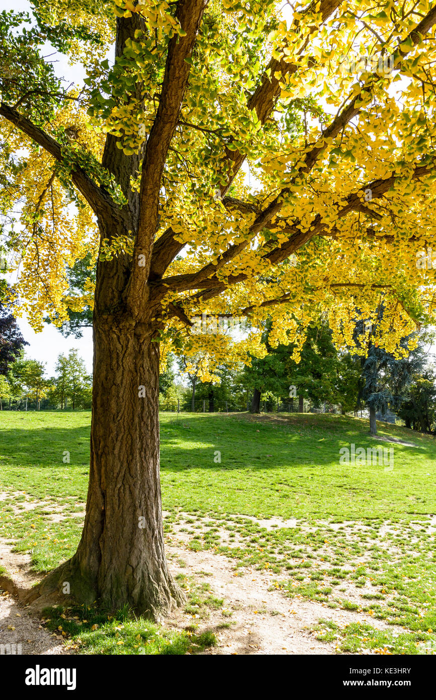 Ginkgo biloba tree hi-res stock photography and images - Alamy