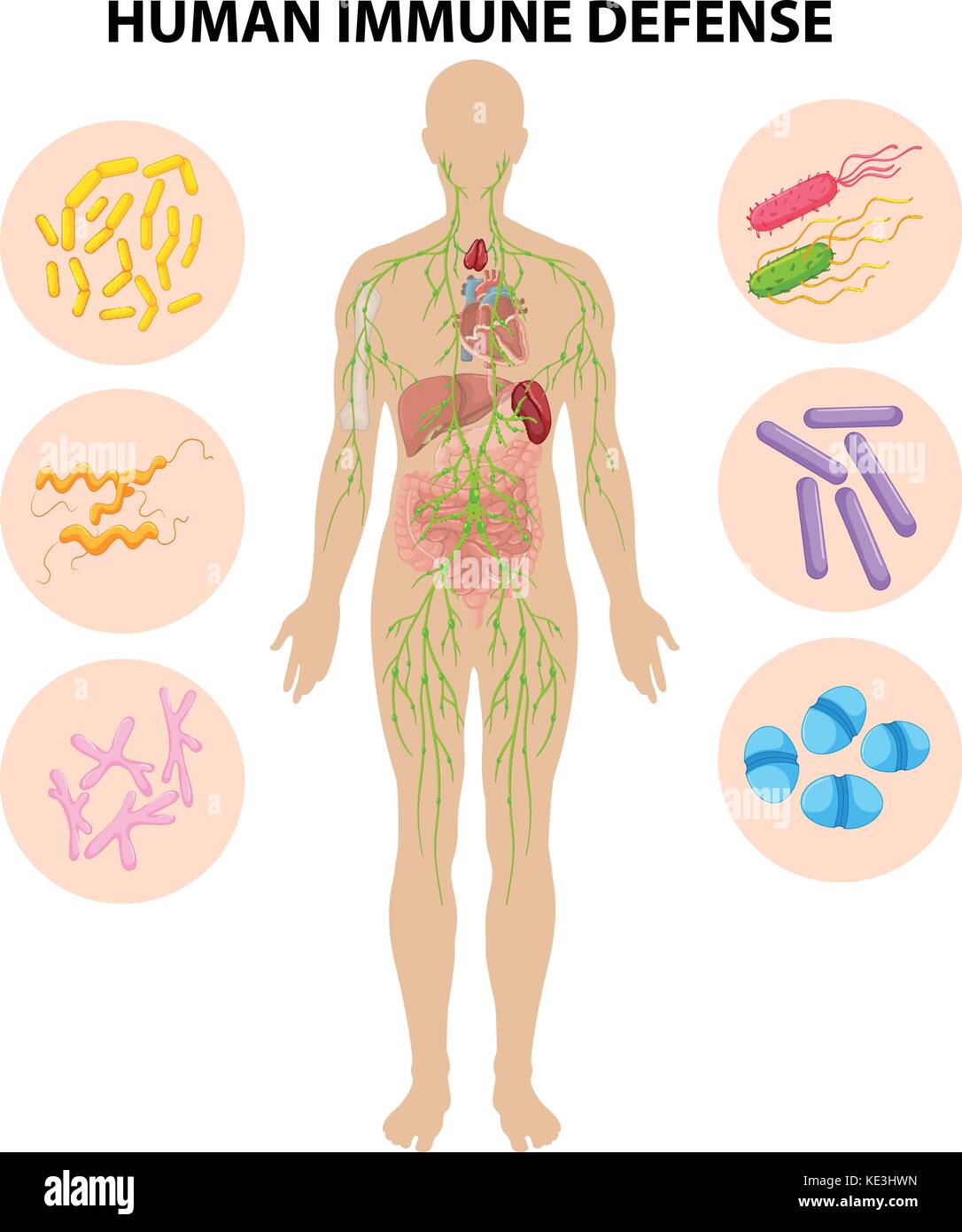 Immune System Labeled
