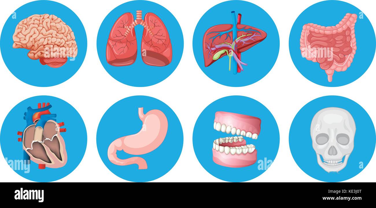 Human lungs heart on Stock Vector Images - Alamy