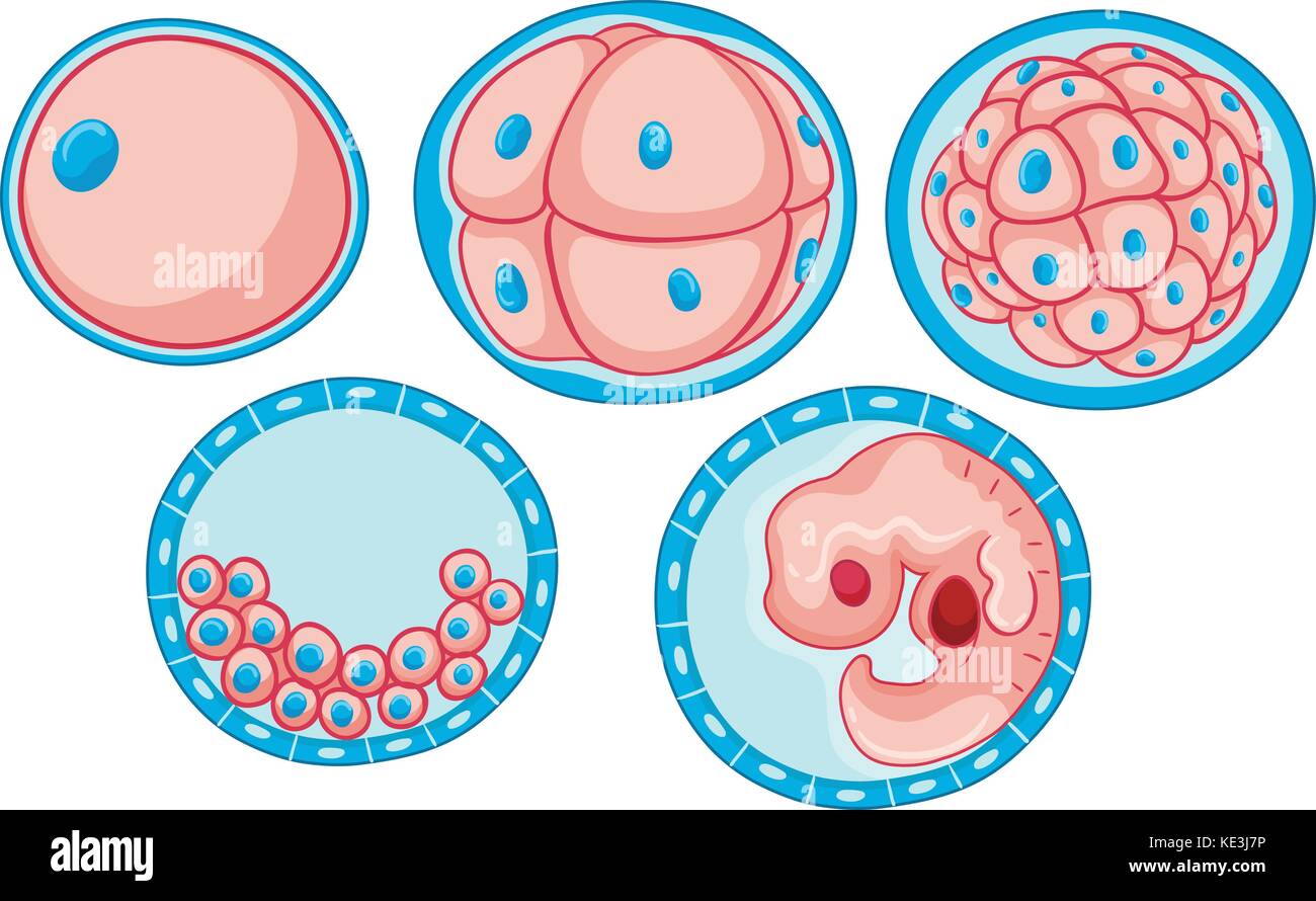 Diagram showing process of growing embryo illustration Stock Vector ...