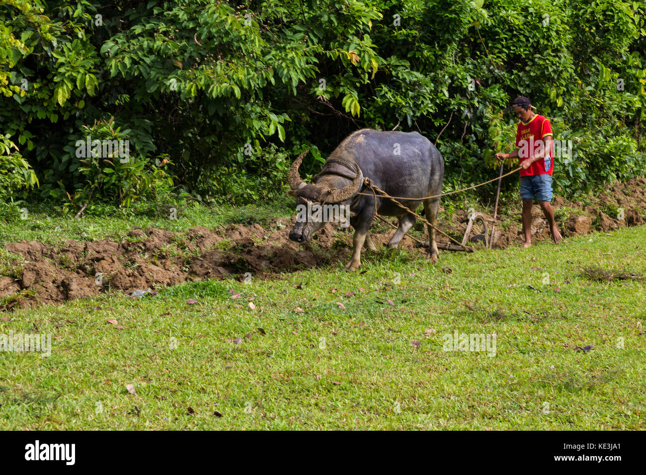 Asia Philippines Palawan El Nido Farmer preparing his fields for ...