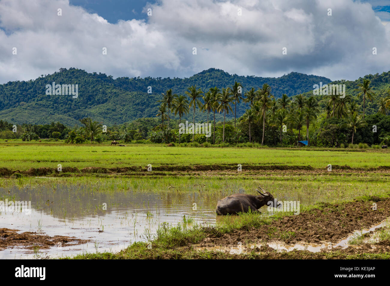 Asia Philippines Palawan El Nido Buffalo grazing in the flooded rice ...