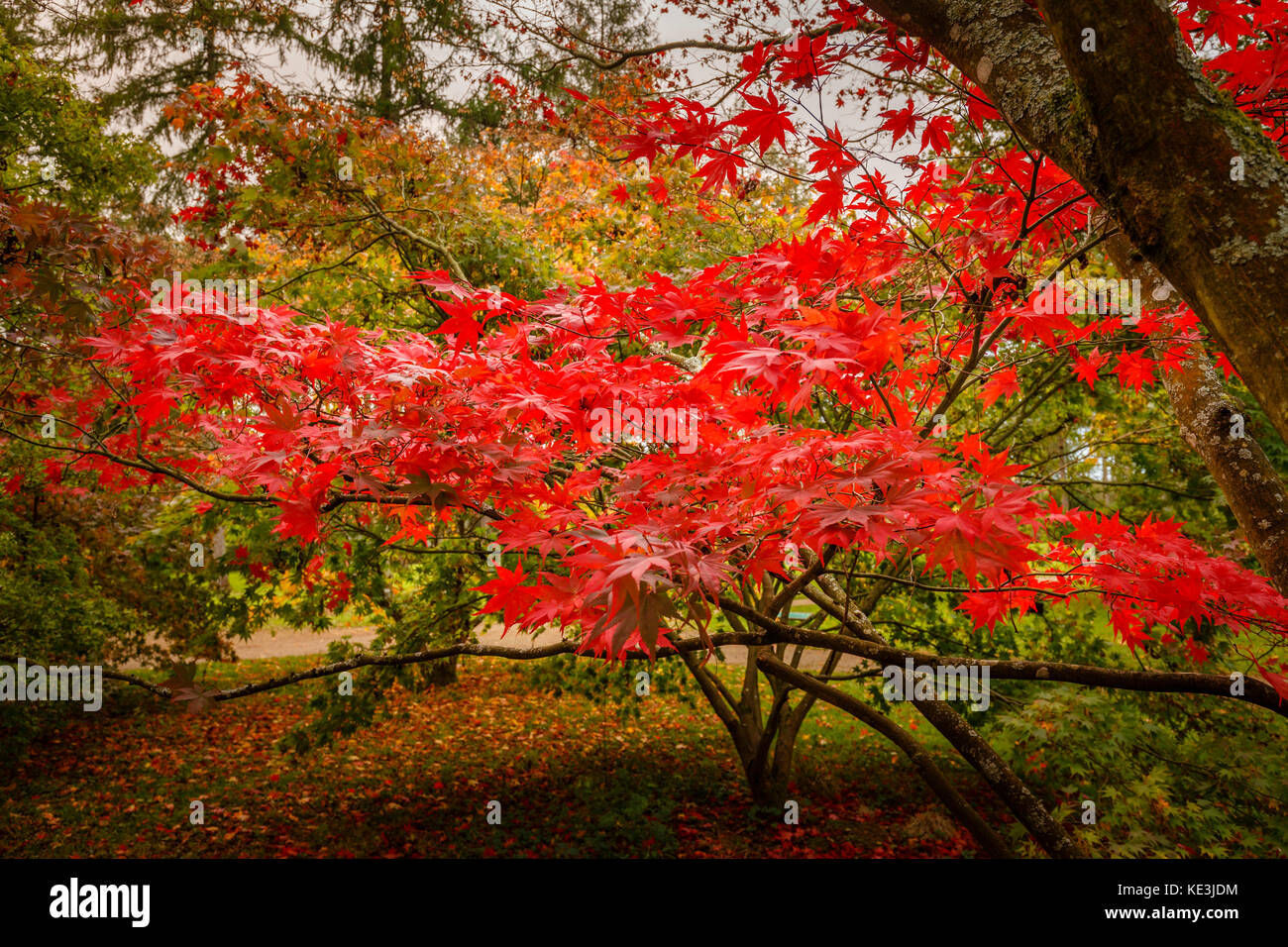 Japanese maples hi-res stock photography and images - Alamy
