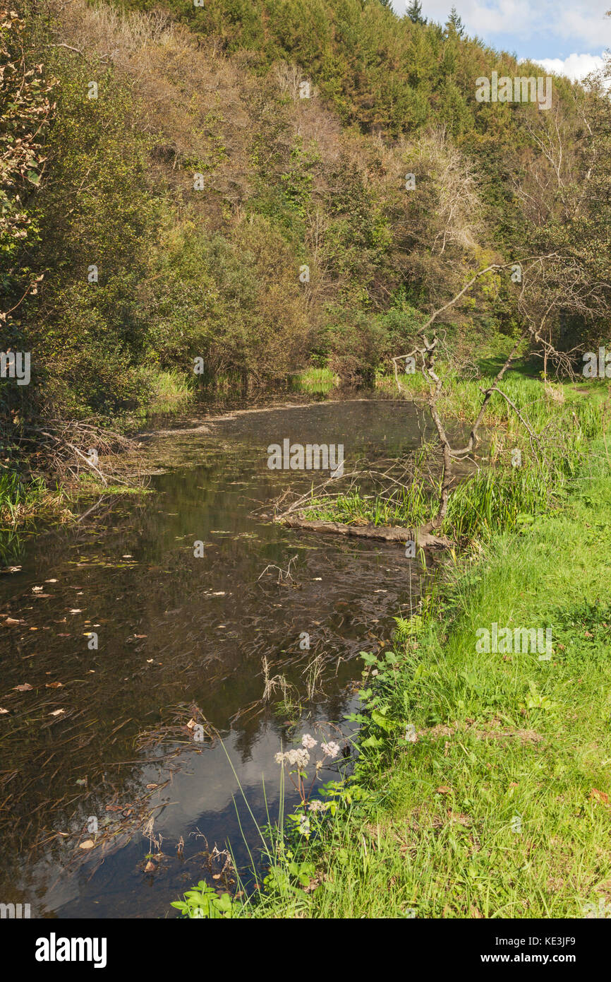 Neath Canal, between Tonna and Resolven, Neath Port Talbot, South Wales ...