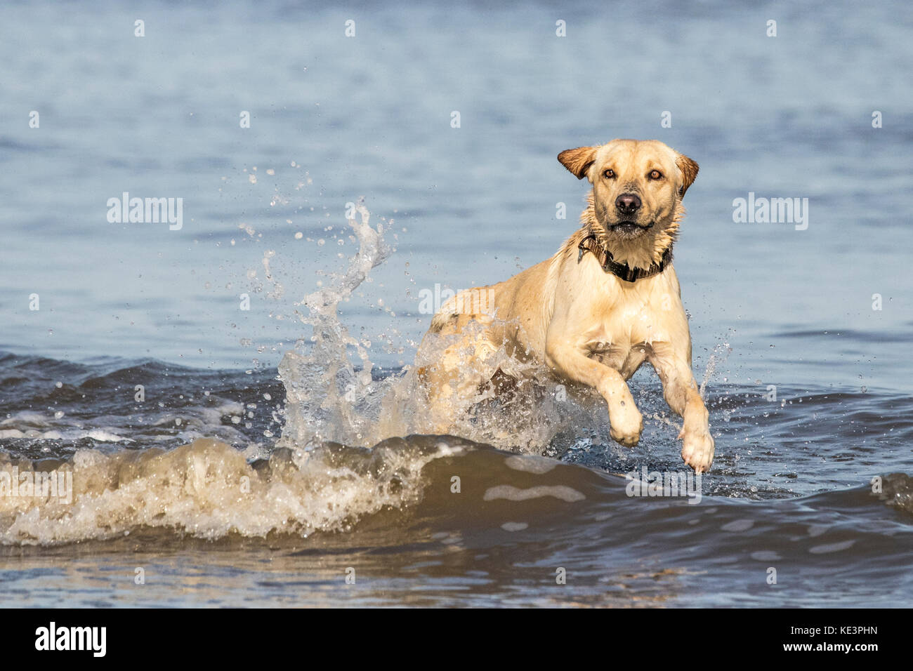 a dog dogs golden labrador swimming splash splashing sea water wet ...