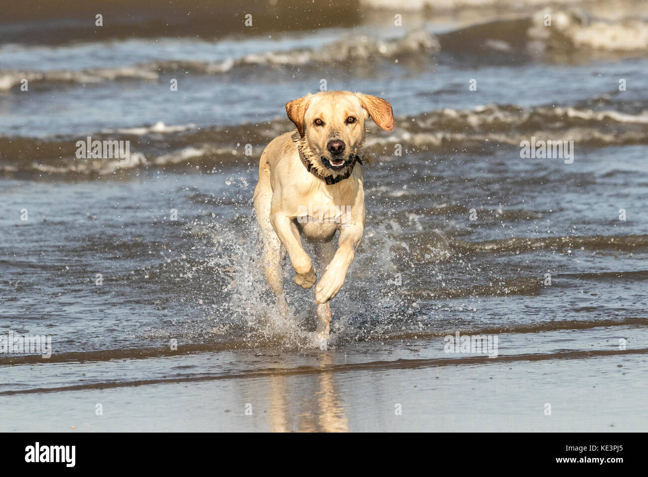 a dog dogs golden labrador swimming splash splashing sea water wet ...