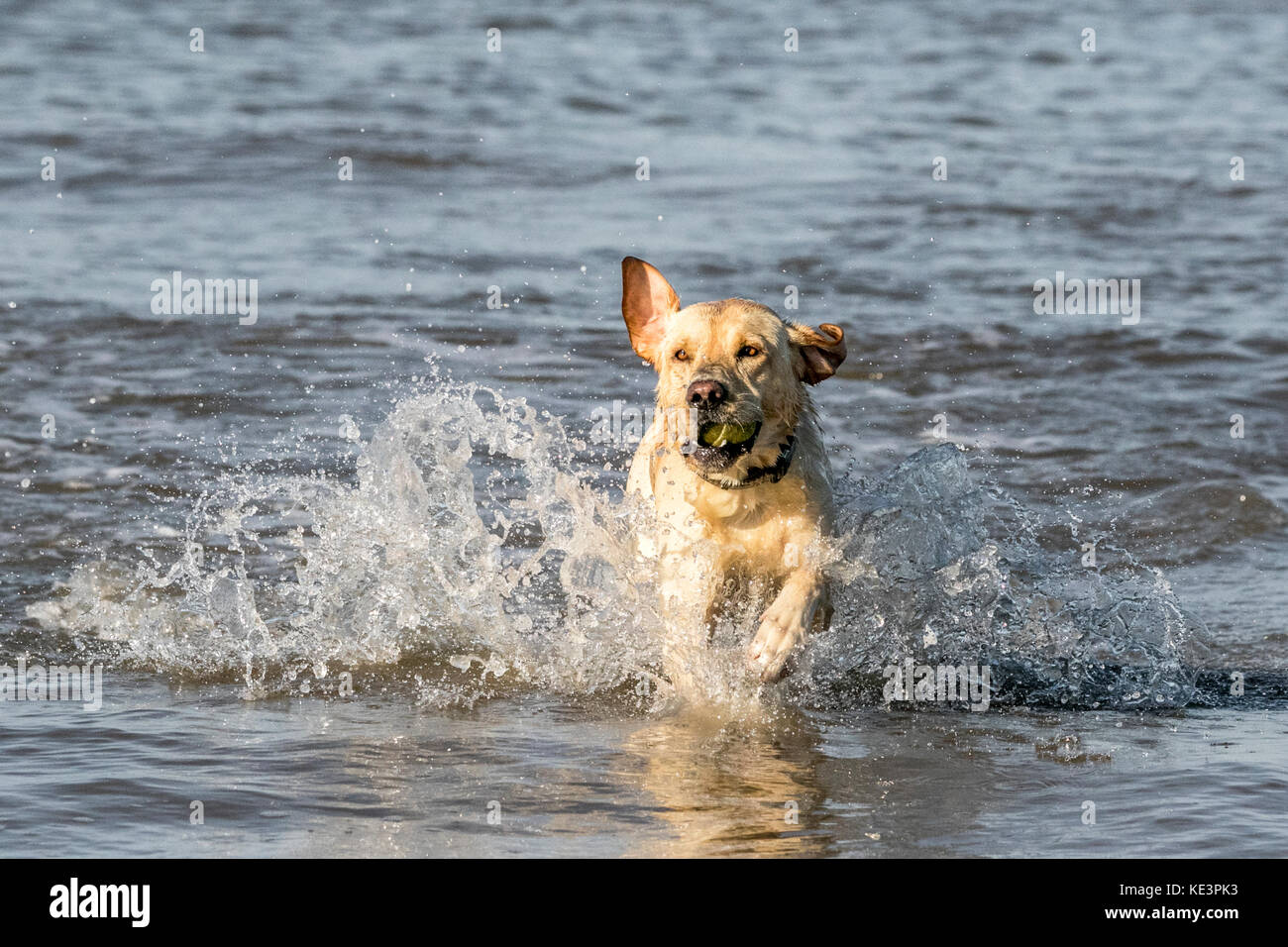 a dog dogs golden labrador swimming splash splashing sea water wet ...