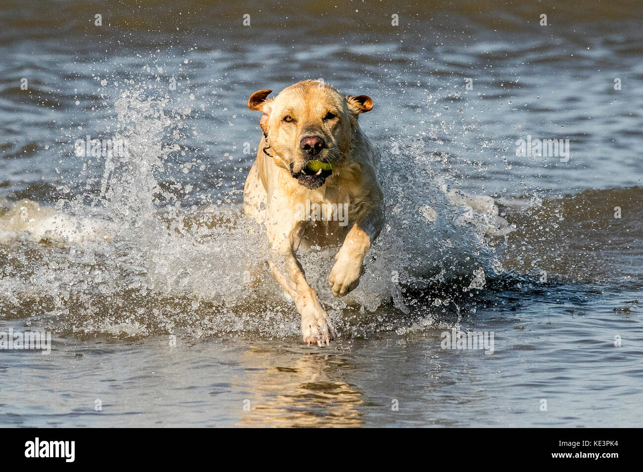 a dog dogs golden labrador swimming splash splashing sea water wet ...