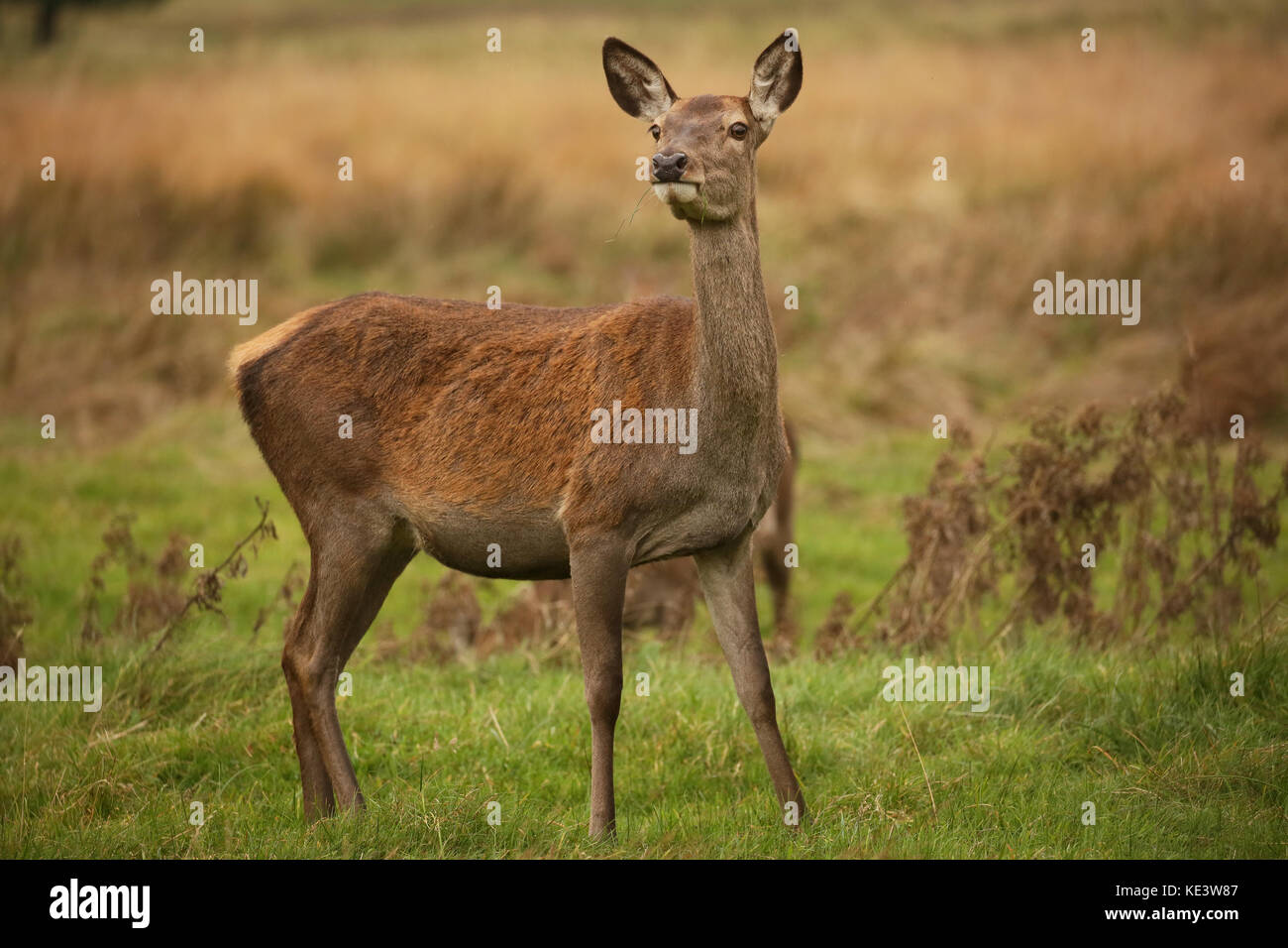 Tatton Deer park, Cheshire, UK. 18th October, 2017. A Doe Deer at ...